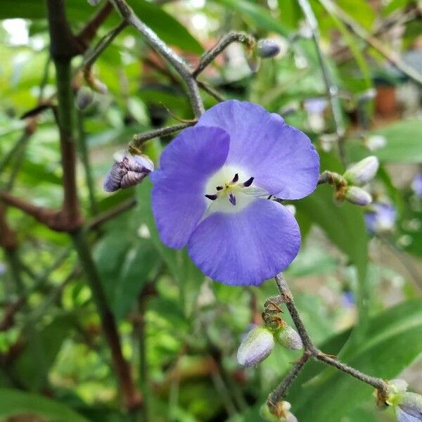 Weeping Blue Ginger (Dichorisandra Penduliflora) Plant Care & How to ...
