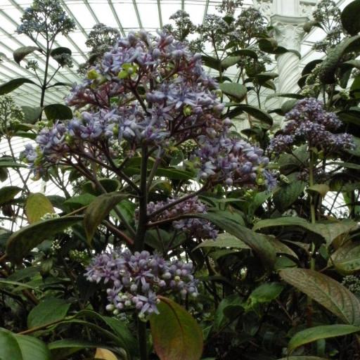 Chinese-Quinine (Dichroa Febrifuga) Plant Care & How to Grow, Water