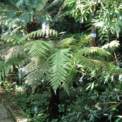 Golden Tree Fern (Dicksonia Fibrosa) Plant Care & How to Grow, Water
