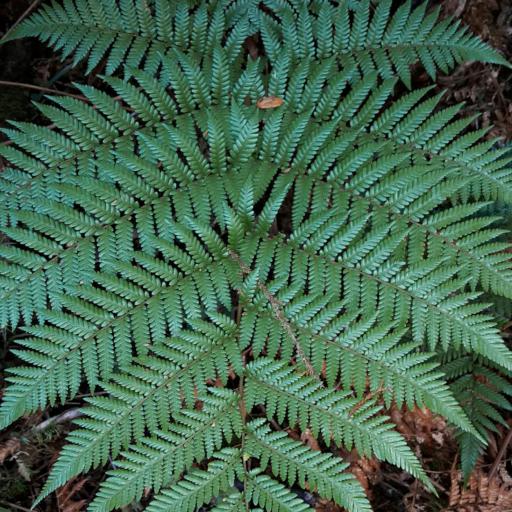 Stumpy Tree Fern (Dicksonia Lanata) Plant Care & How to Grow, Water