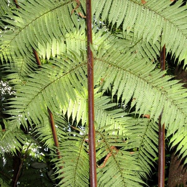 Dicksonia Perriei Plant Care & How to Grow, Water