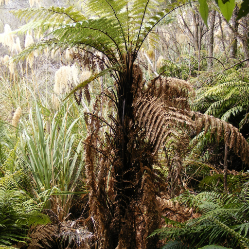Rough Tree Fern (Dicksonia Squarrosa) Plant Care & How to Grow, Water