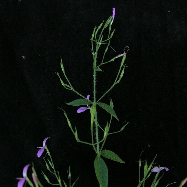 Panicled Foldwing (Dicliptera Paniculata) Plant Care & How to Grow, Water