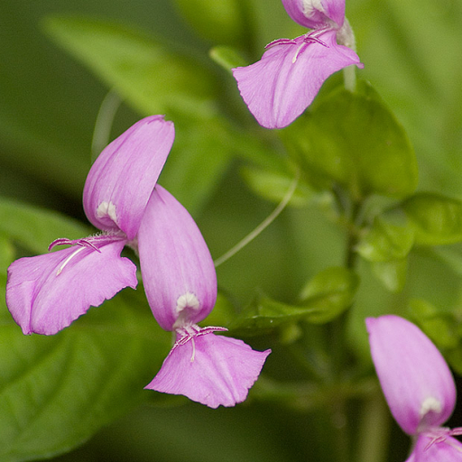 Dye Foldwing (Dicliptera Tinctoria) Plant Care & How to Grow, Water