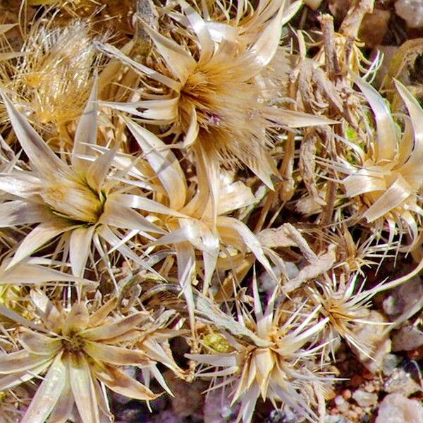 Common Karmedik (Dicoma Capensis) Plant Care & How to Grow, Water