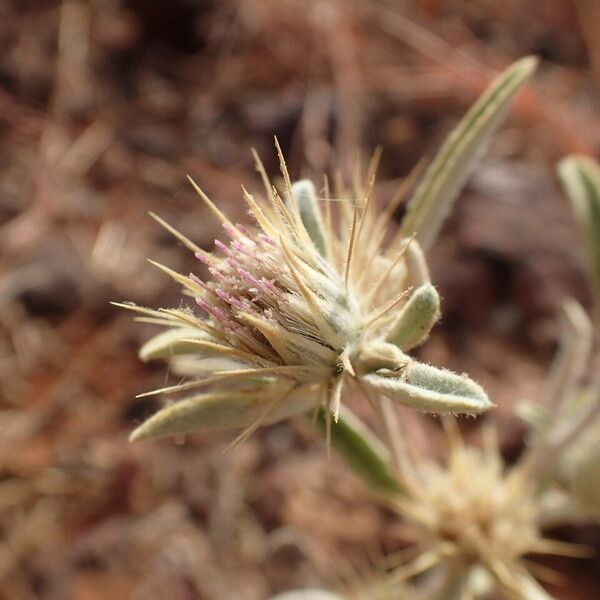 Dicoma Tomentosa Plant Care & How to Grow, Water