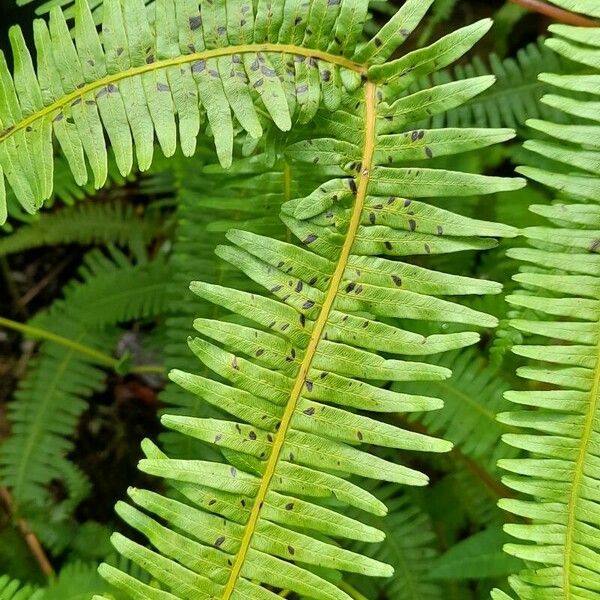 Drooping Forked Fern (Dicranopteris Flexuosa) Plant Care & How to Grow ...