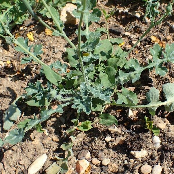 Savin Juniper (Juniperus Sabina) Plant Care & How to Grow, Water