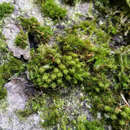 Common Pincushion (Dicranoweisia Cirrata) Plant Care & How to Grow, Water