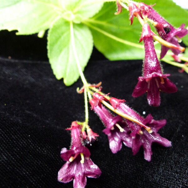 Didymocarpus Aromaticus Plant Care & How to Grow, Water