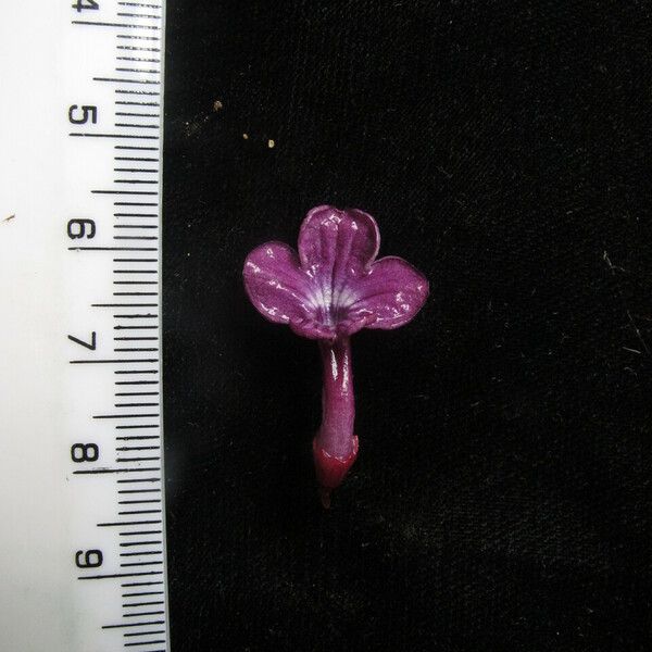 Didymocarpus Villosus Plant Care & How to Grow, Water