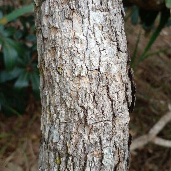 Didymopanax Macrocarpus Care Guide: Water, Soil & Propagation - Plantiary