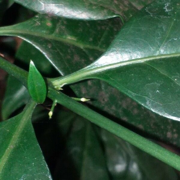 Climbing Bells (Didymosalpinx Norae) Plant Care & How to Grow, Water