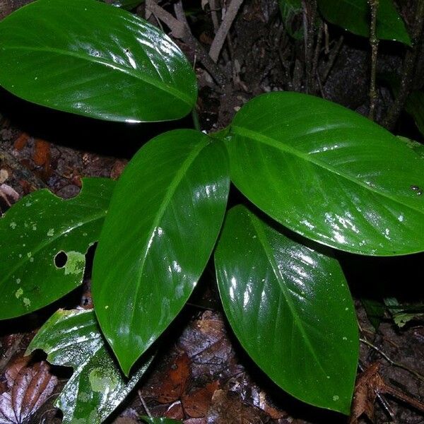 Dieffenbachia Concinna Plant Care & How to Grow, Water