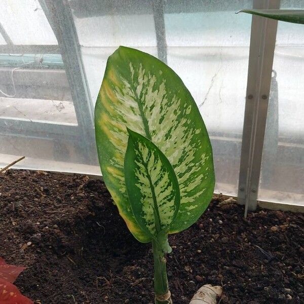Dieffenbachia Costata Care Guide: Water, Soil & Propagation - Plantiary