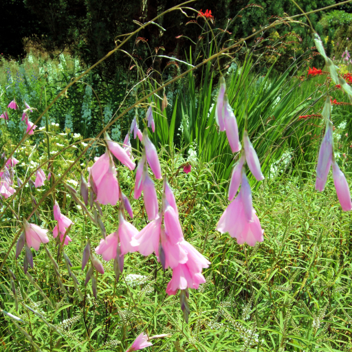 Angel's Fishing Rd (Dierama Pulcherrimum) Plant Care & How to Grow, Water