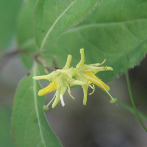 Bush Honeysuckle (Diervilla Lonicera) Plant Care & How to Grow, Water