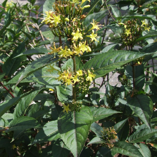 Mountain Bush Honeysuckle (Diervilla Rivularis) Plant Care & How to ...