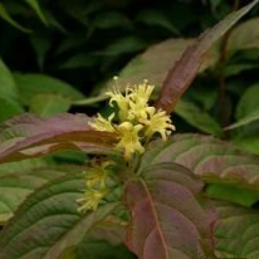 Southern Bush Honeysuckle (Diervilla Sessilifolia) Plant Care & How to ...