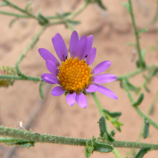 Sand Aster (Dieteria Canescens) Plant Care & How to Grow, Water