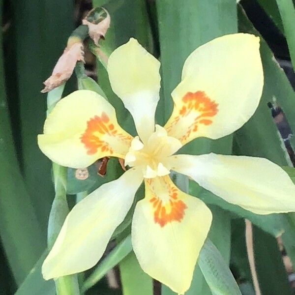 Yellow Wood Iris (Dietes Flavida) Plant Care & How to Grow, Water