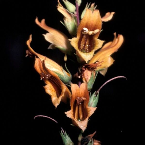 Digitalis Chalcantha Plant Care & How to Grow, Water