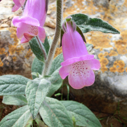 Digitalis Minor Care Guide: Water, Soil & Propagation - Plantiary