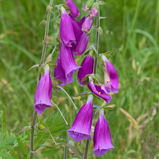 Tasmanian Blue Gum (Eucalyptus Globulus) Plant Care & How to Grow, Water