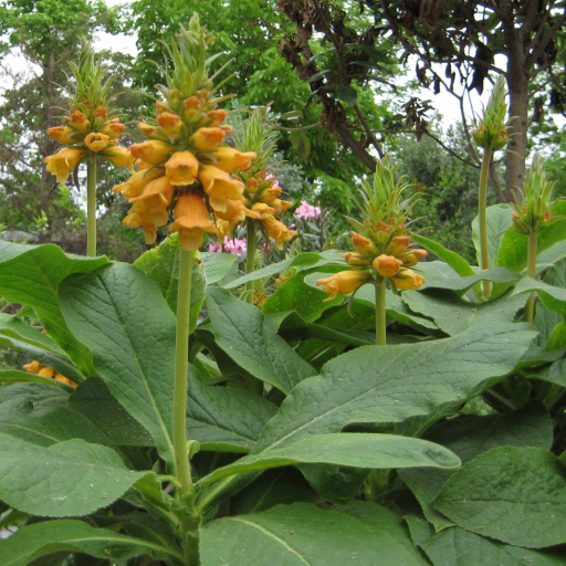 Giant Madeira Foxglove (Digitalis Sceptrum) Plant Care & How to Grow, Water