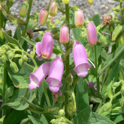 Spanish Peaks Foxglove (Digitalis Thapsi) Plant Care & How to Grow, Water