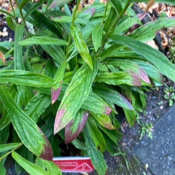 Helen Of Troy Foxglove (Digitalis Trojana) Plant Care & How to Grow, Water