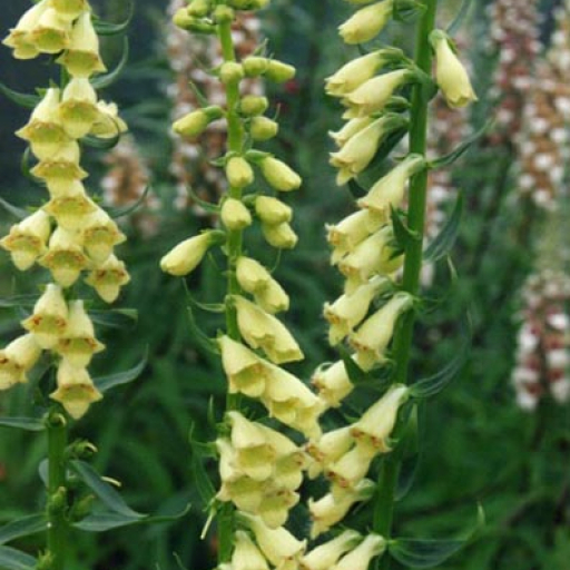 Green-Flowered Foxglove (Digitalis Viridiflora) Plant Care & How to ...