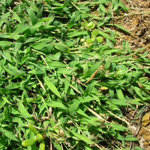 Tropical Finger Grass (Digitaria Ciliaris) Plant Care & How to Grow, Water