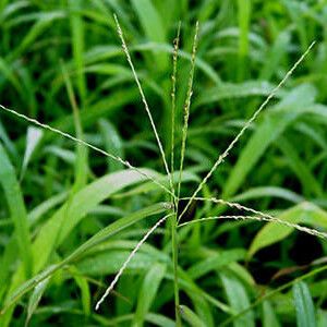 Jamaican Crab Grass (Digitaria Horizontalis) Care Guide: Water, Soil ...