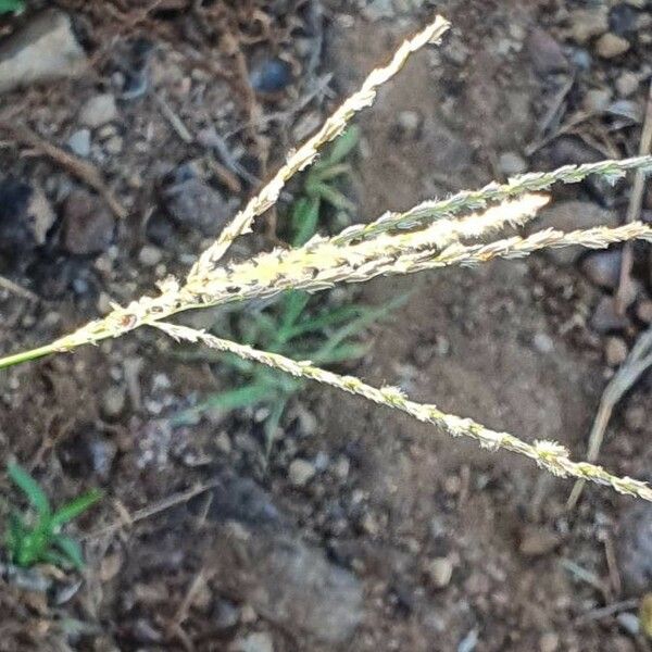 Digitaria Macroblephara Plant Care & How to Grow, Water