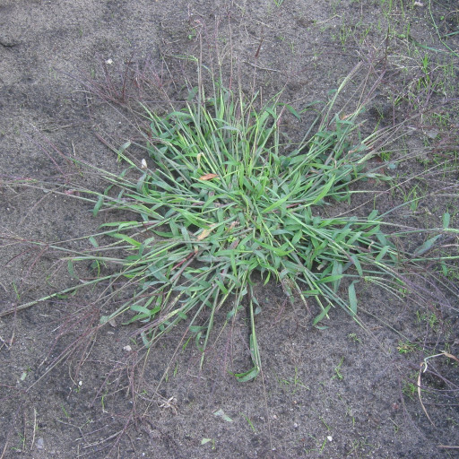 Common Crabgrass (Digitaria Sanguinalis) Plant Care & How to Grow, Water