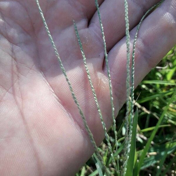 Purple Crabgrass (Digitaria Violascens) Plant Care & How to Grow, Water