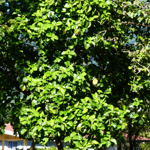 Golden Guinea Tree (Dillenia Alata) Care Guide: Water, Soil ...