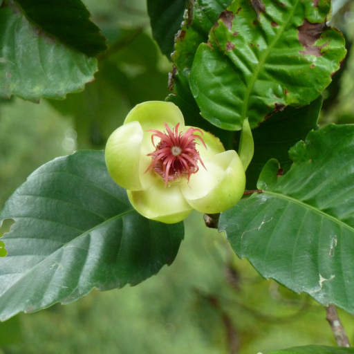 Philippine Dillenia (Dillenia Philippinensis) Plant Care & How to Grow ...