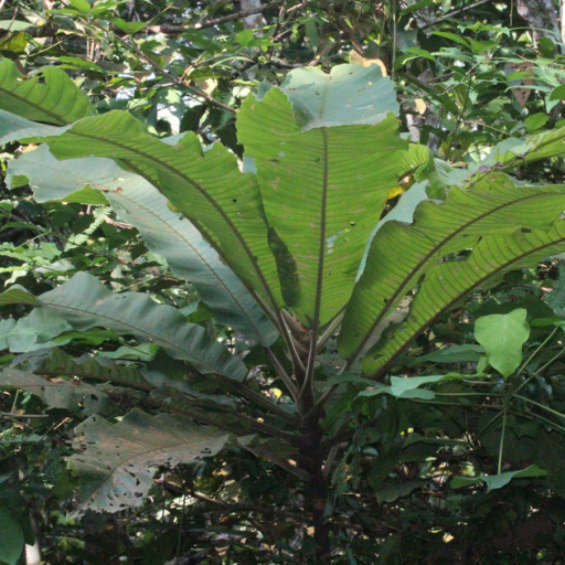 Stilted Simpoh (Dillenia Reticulata) Plant Care & How to Grow, Water