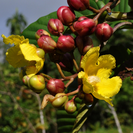 Simpoh Ayer (Dillenia Suffruticosa) Plant Care & How to Grow, Water