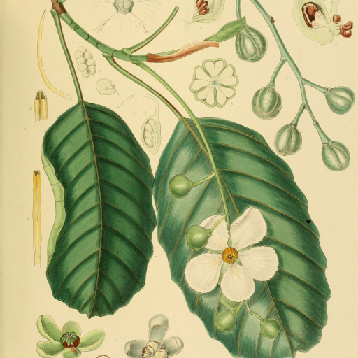 Dillenia Triquetra Plant Care & How to Grow, Water