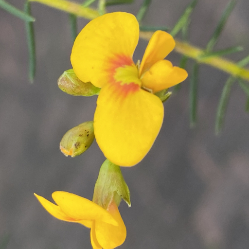 Eggs And Bacon (Dillwynia Retorta) Plant Care & How to Grow, Water