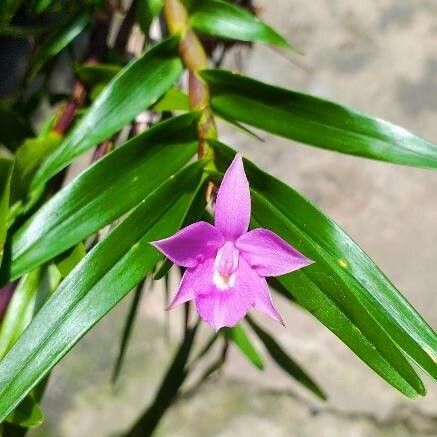 Dimerandra Emarginata Plant Care & How to Grow, Water