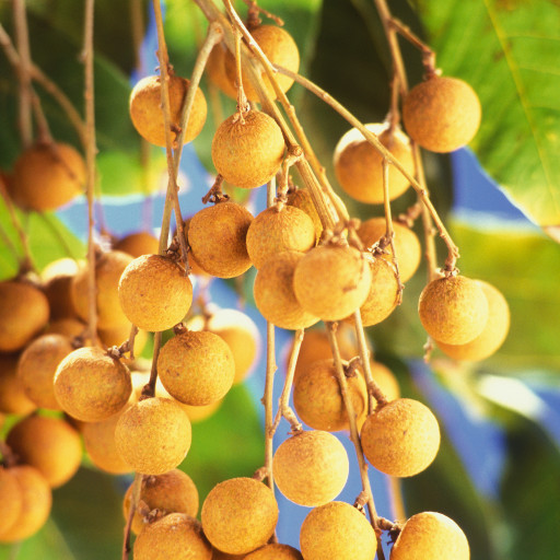 Longan (Dimocarpus Longan) Plant Care & How to Grow, Water