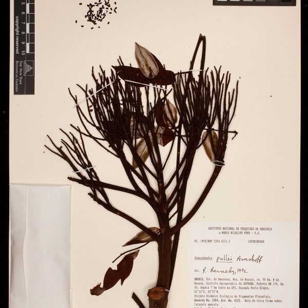 Dimorphandra Caudata Plant Care & How to Grow, Water