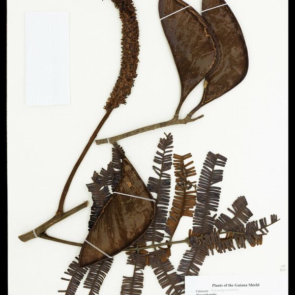 Dimorphandra Cuprea Plant Care & How to Grow, Water