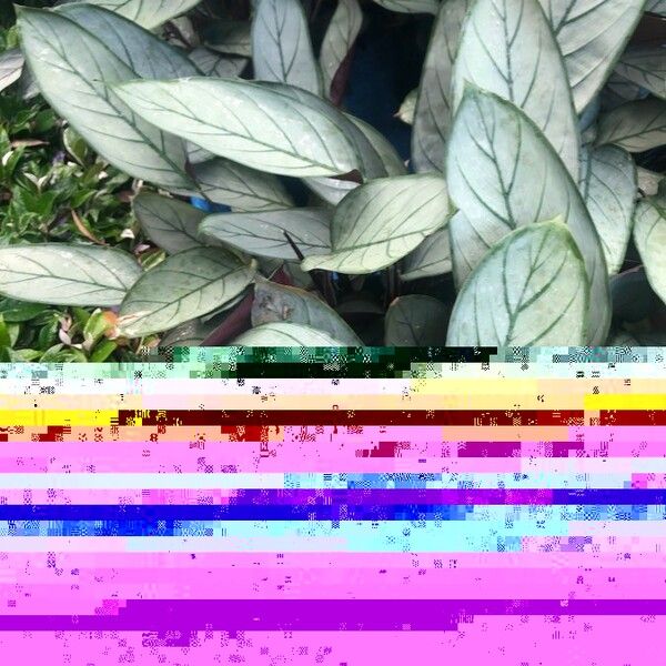 Dimorphorchis Rossii Plant Care & How to Grow, Water