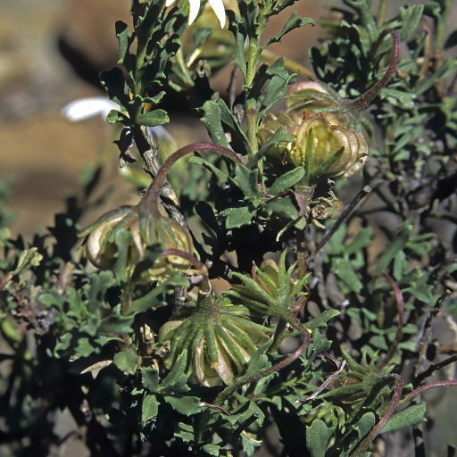 Daisy (Dimorphotheca Cuneata) Plant Care & How to Grow, Water