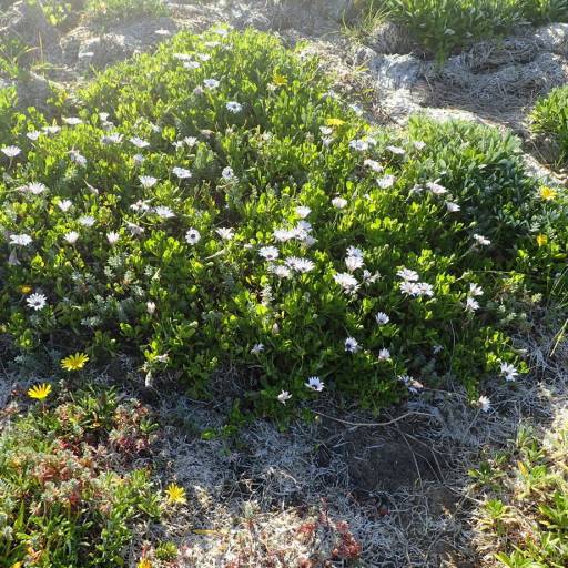 Trailing African Daisy (Dimorphotheca Fruticosa) Plant Care & How to ...
